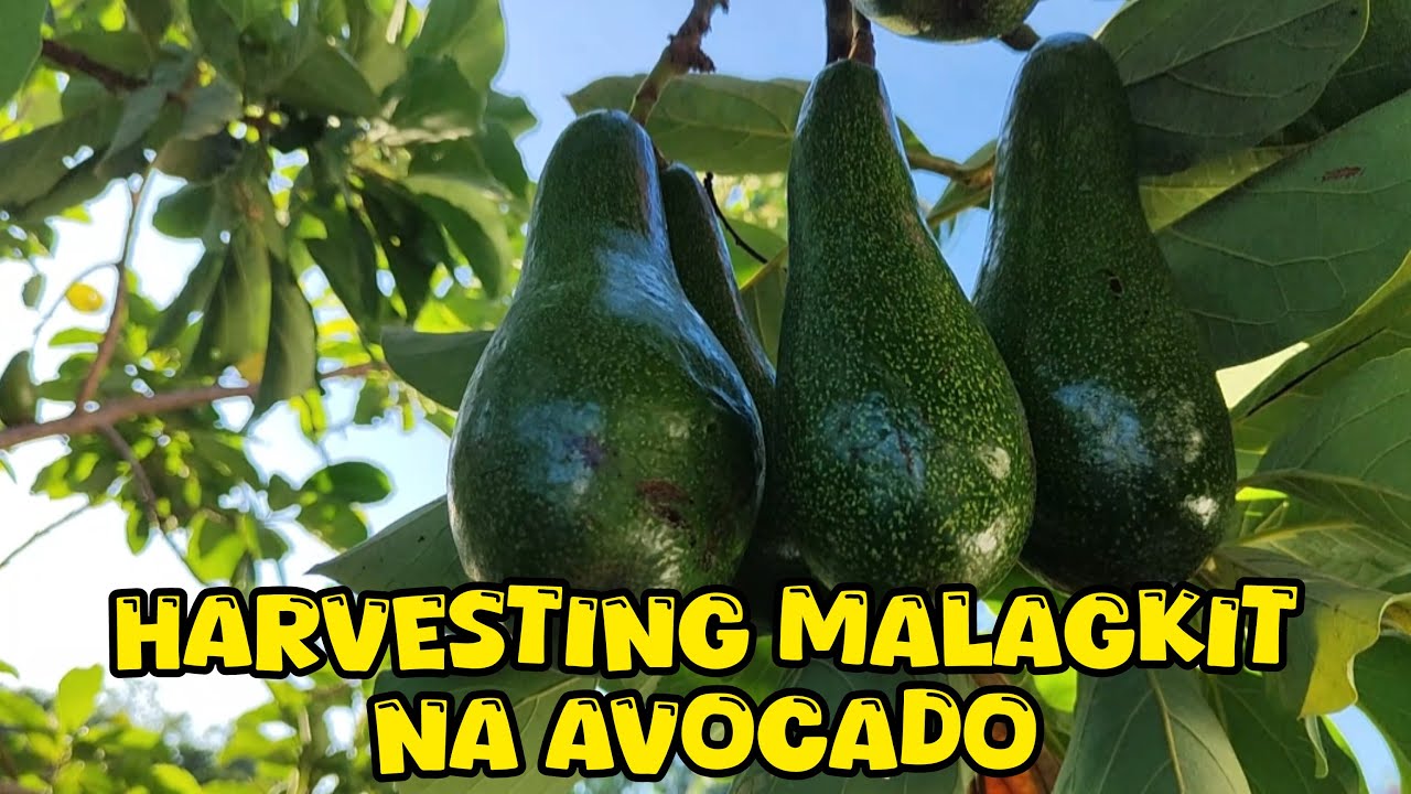 Harvesting Malagkit na Avocado#satisfying #avocado - YouTube