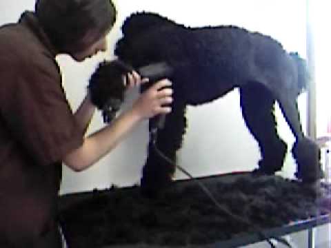 Poodle Show Grooming (Day 18 of 21 Day Project) - YouTube