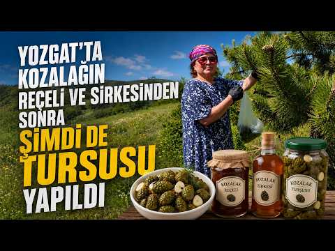 Yozgat’ta kozalağın reçeli ve sirkesinden sonra şimdi de turşusu yapıldı