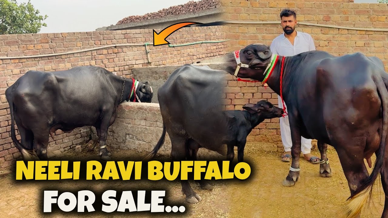 NEELI RAVI BUFFALO FOR SALE 😍😍 - YouTube
