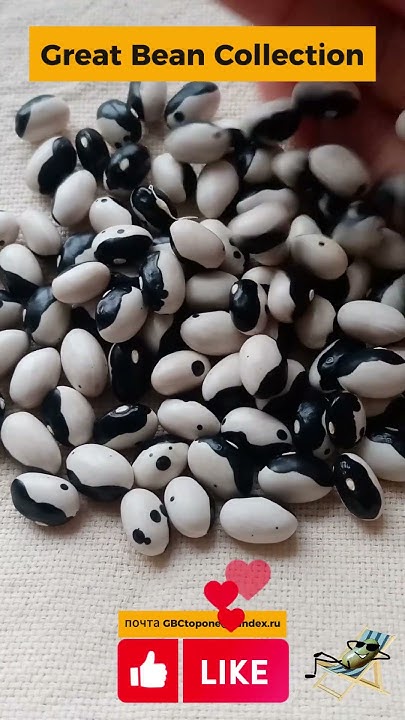 Фасоль калипсо чёрная инь янь семена Calypso bean black yin yang seeds ...