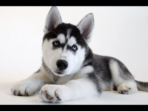 What Happened To The Uconn Husky