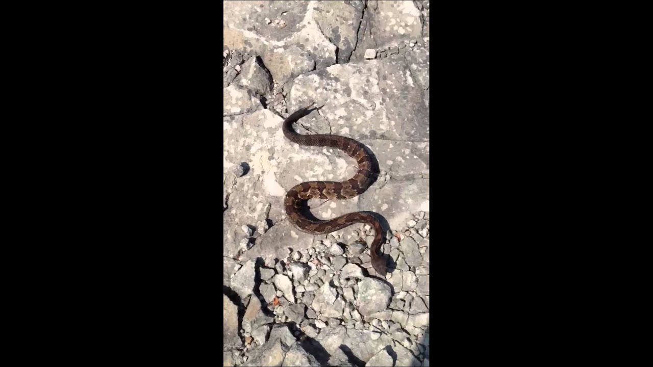 Timber rattler - YouTube