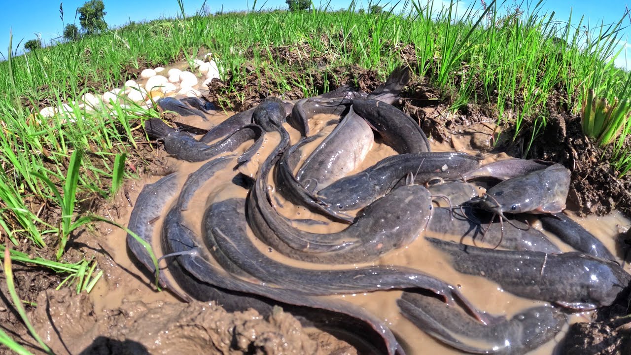 WOW wow amazing fishing - catch fish & pick a lot of duck eggs in muddy ...