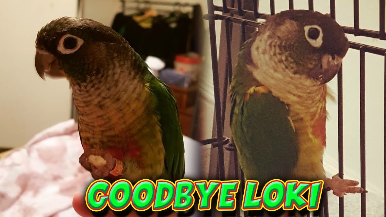 Goodbye Loki - YouTube