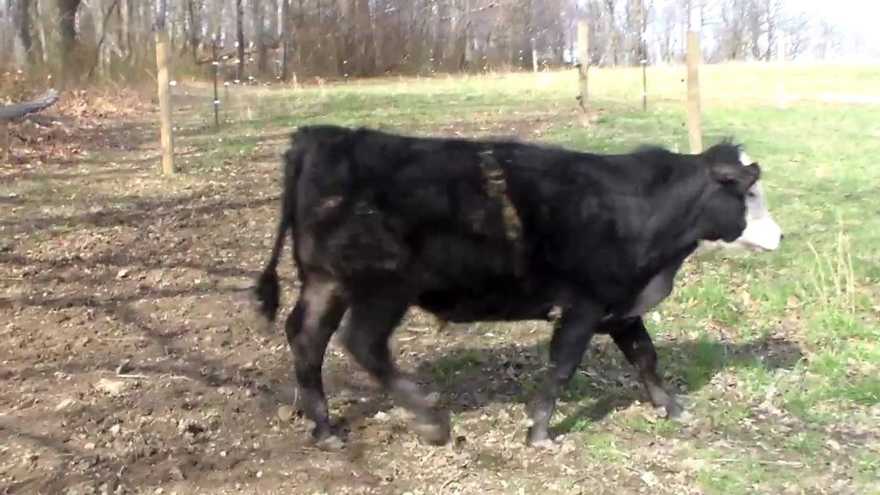 Angus Cattle Charging Highland Cattle - YouTube