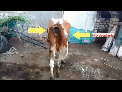 Gonitis & hip dysplasia in cow - YouTube