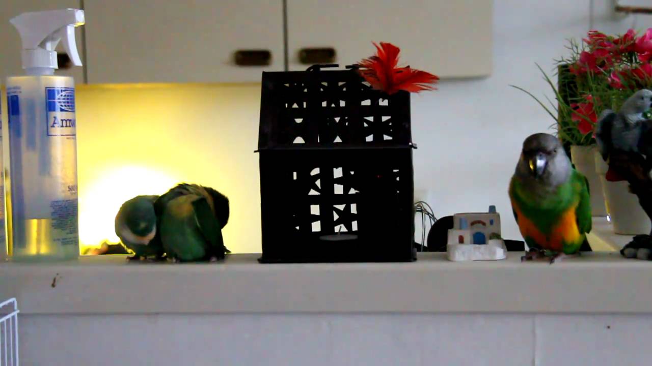 Mickey curious for Sammy and Piwi - YouTube