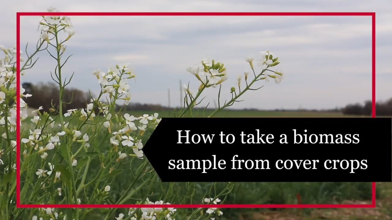 How to Take a Biomass Sample from Cover Crops - YouTube