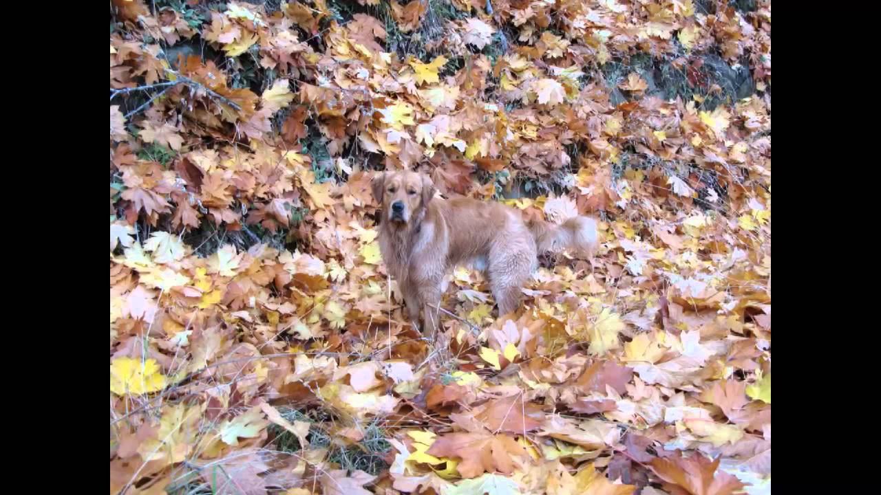 Bullit the wonder dog - YouTube