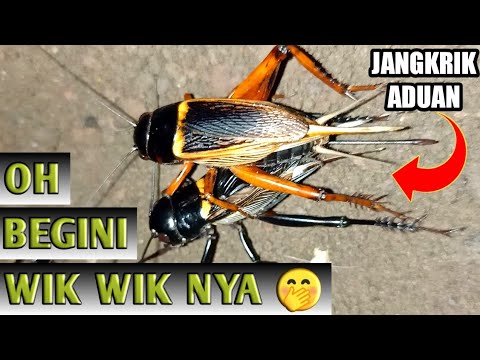BEGINILAH PROSES KAWIN JANGKRIK