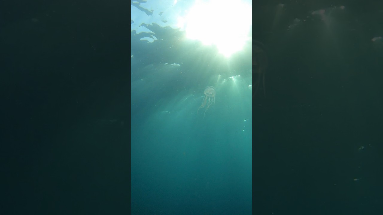 You jelly, bro? #jellyfish #scubadiving #underwater #asmr - YouTube