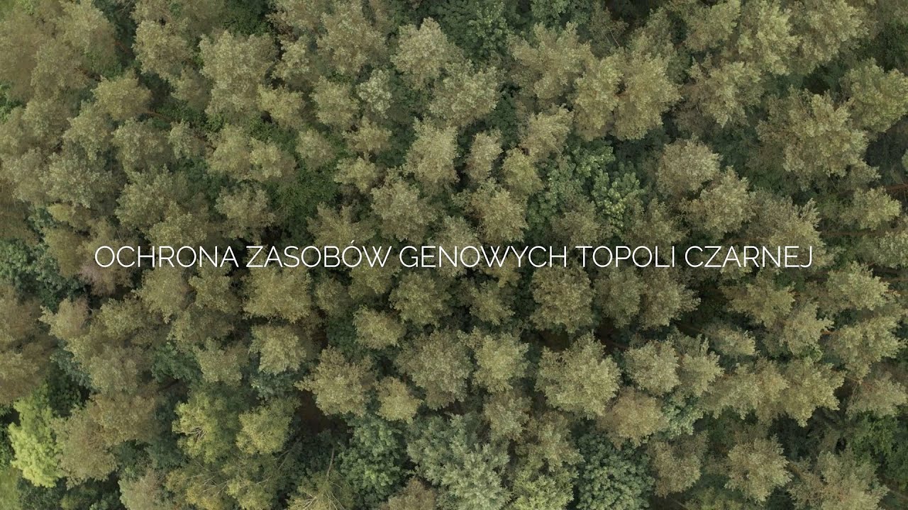 DENDRON+LOGOS - Ochrona zasobów genowych topoli czarnej. - YouTube
