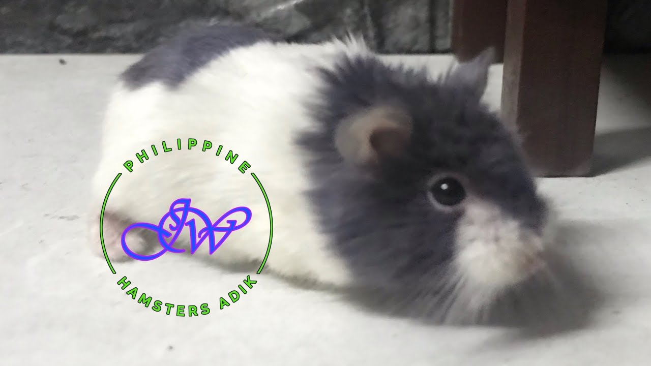 Roborovski Blue pied pamasko ni PHA🐹 - YouTube