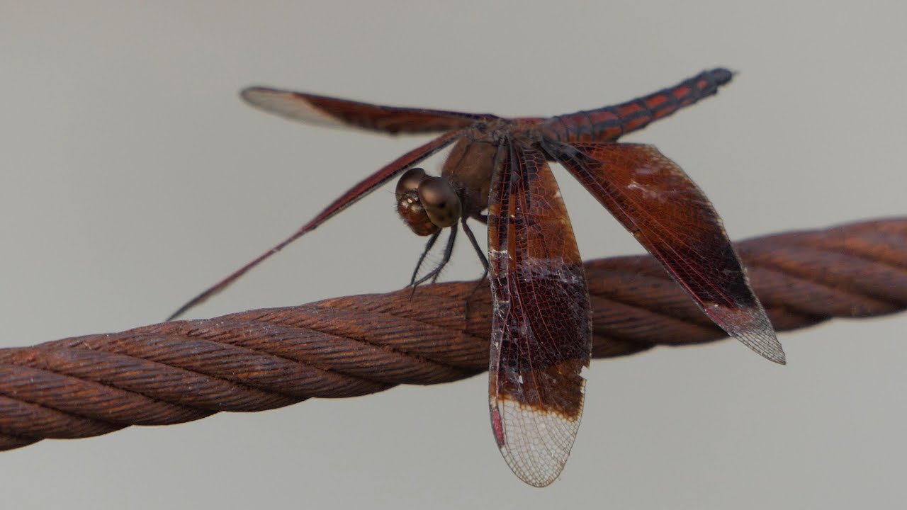 Taiwan Grasshawk dragonfly rests for a moment, then flies away - YouTube