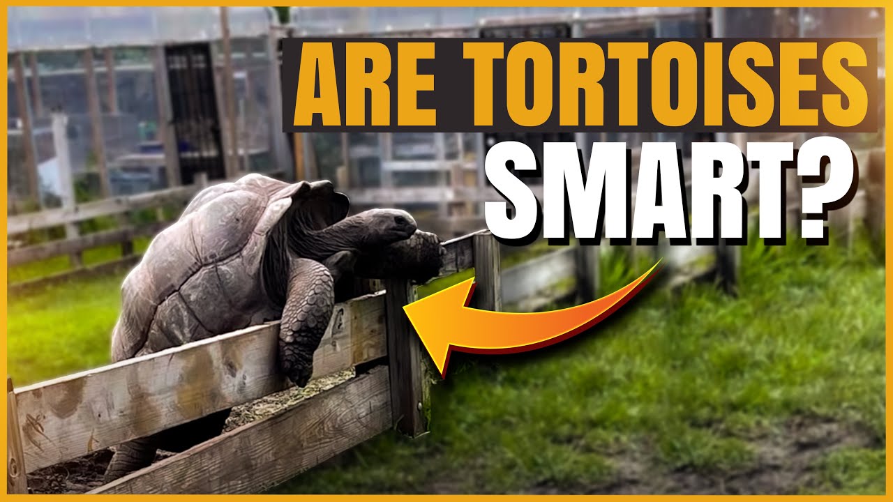 Tortoise Behavior and Intelligence (Just How Smart Are They?) - YouTube