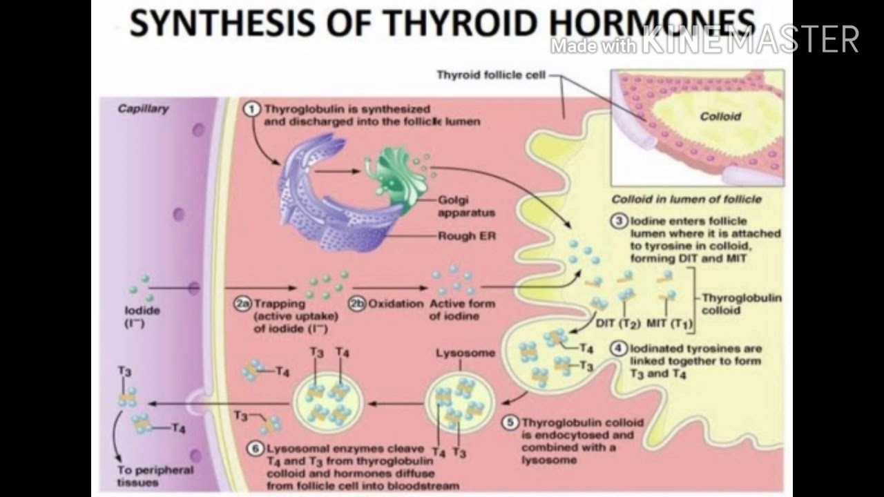 Synthesis of Thyroid hormone - YouTube
