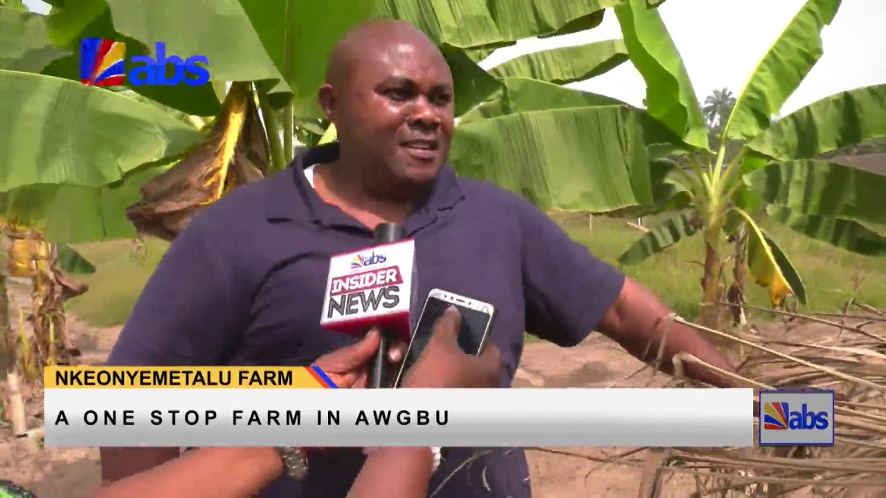 Insider News - Nkeonyemetalu Farm: A One Stop Farm In Awgbu - YouTube