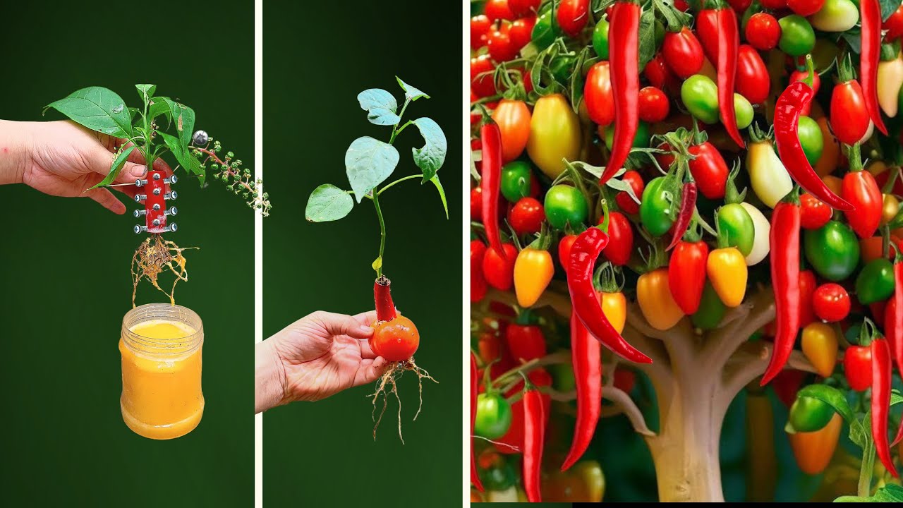 100%. Growing Chili for Home Garden with the Weirdest Technique ...