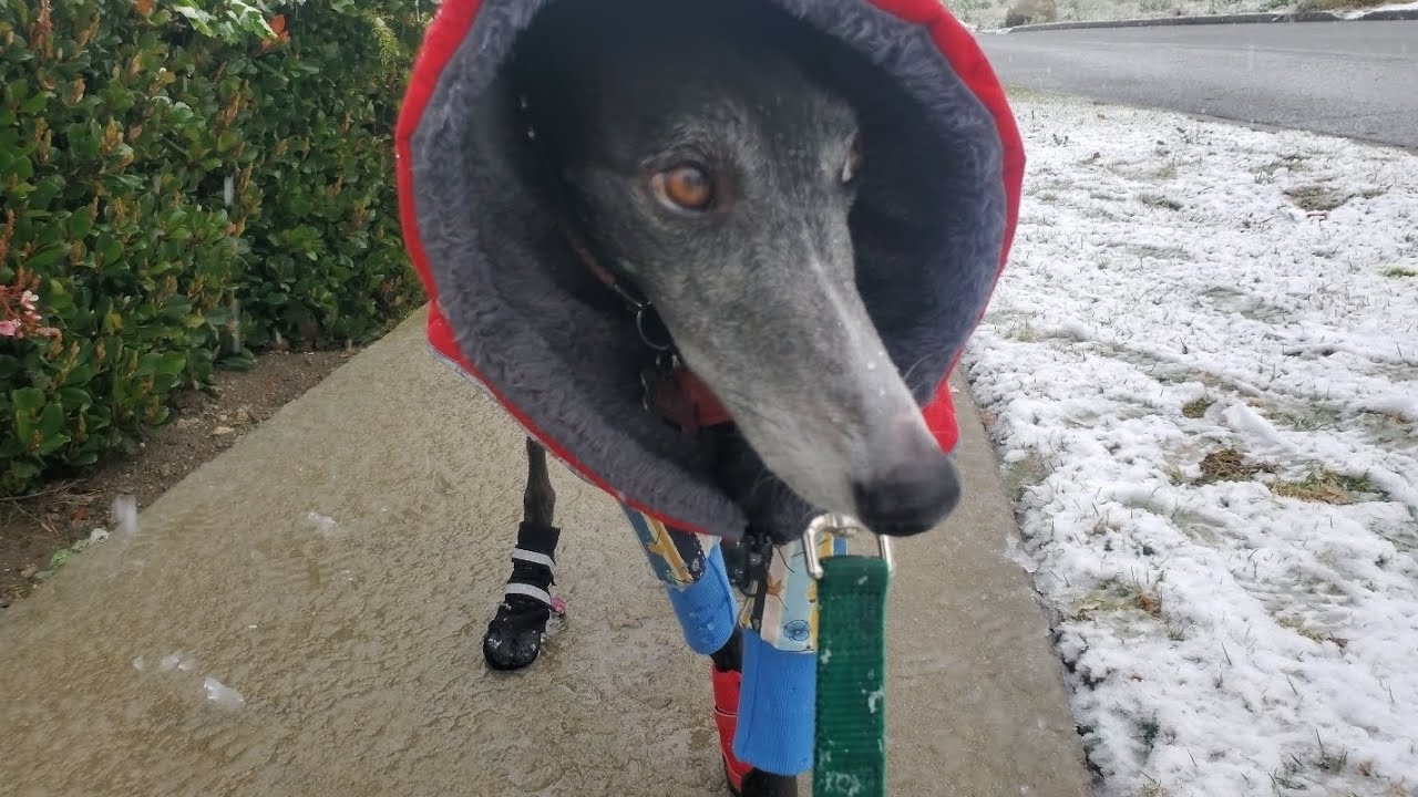 A greyhound's first time in the snow. She didn't like it lol - YouTube