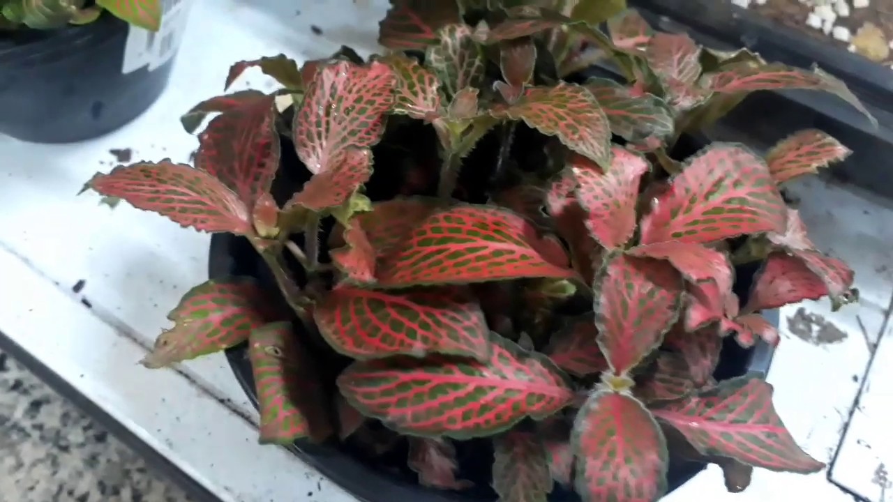 Fitônia Plantas da Terra e vaso - YouTube