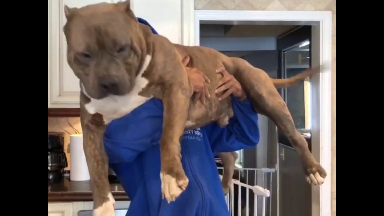 I gotta stop picking up these Mutant pit bulls - YouTube