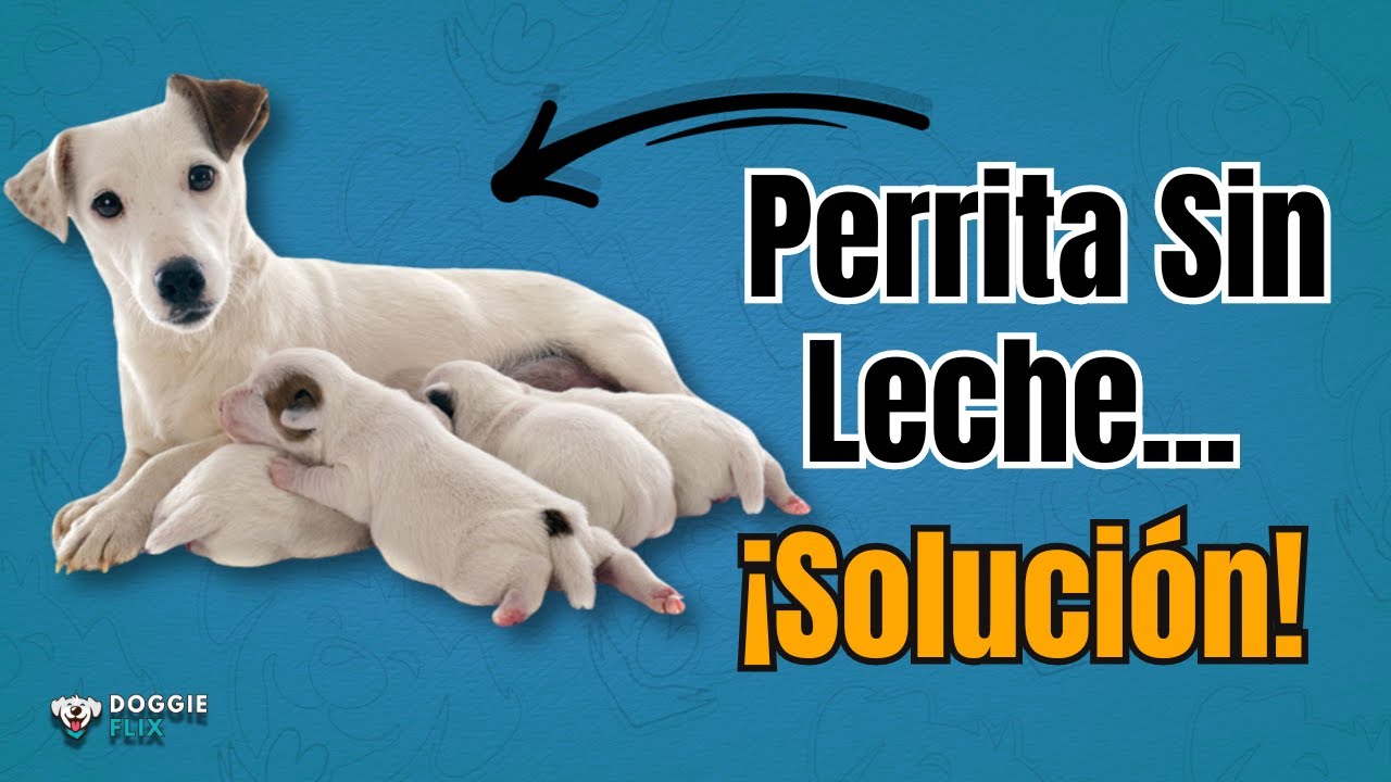 Cómo ayudar a tu perra a producir leche después de parir - YouTube