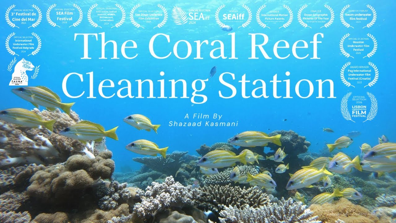 The Coral Reef Cleaning Station - YouTube