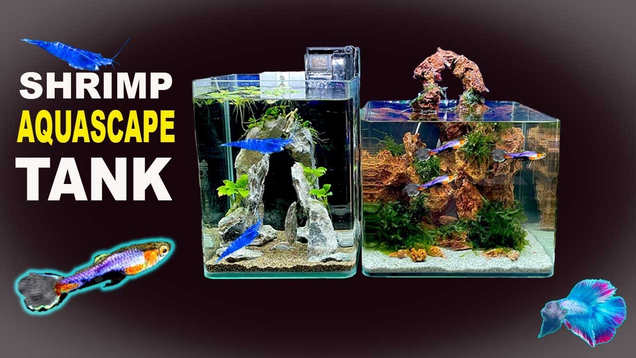 How To Aquascape an Aquarium! Mini Aquarium Setups 🦐 - YouTube
