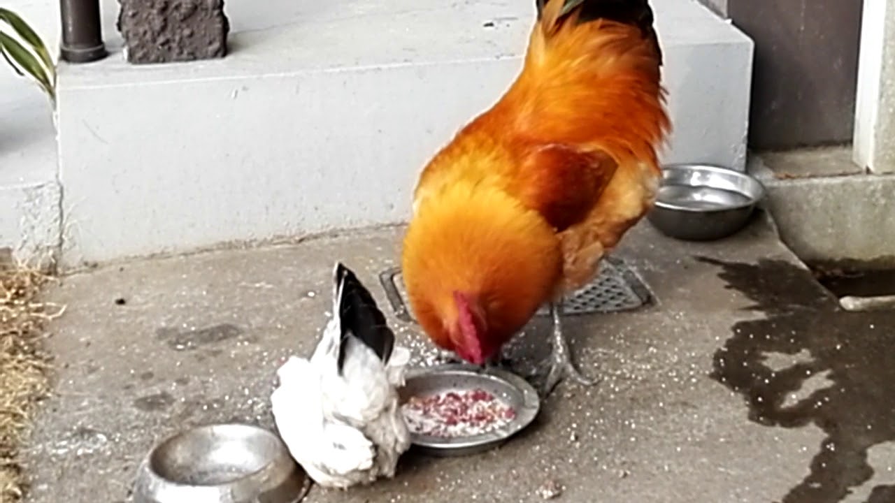 So different with their size! How do they copulate - YouTube