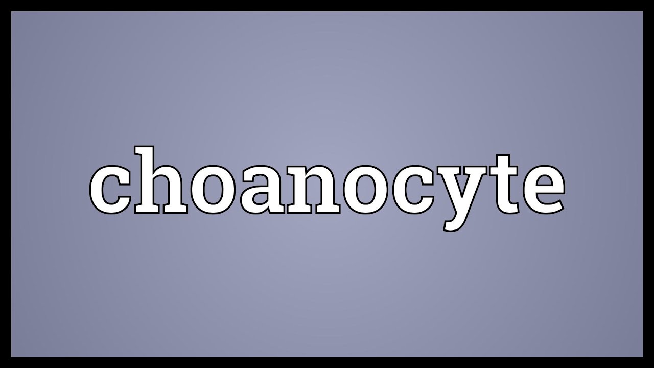 Choanocyte Meaning - YouTube