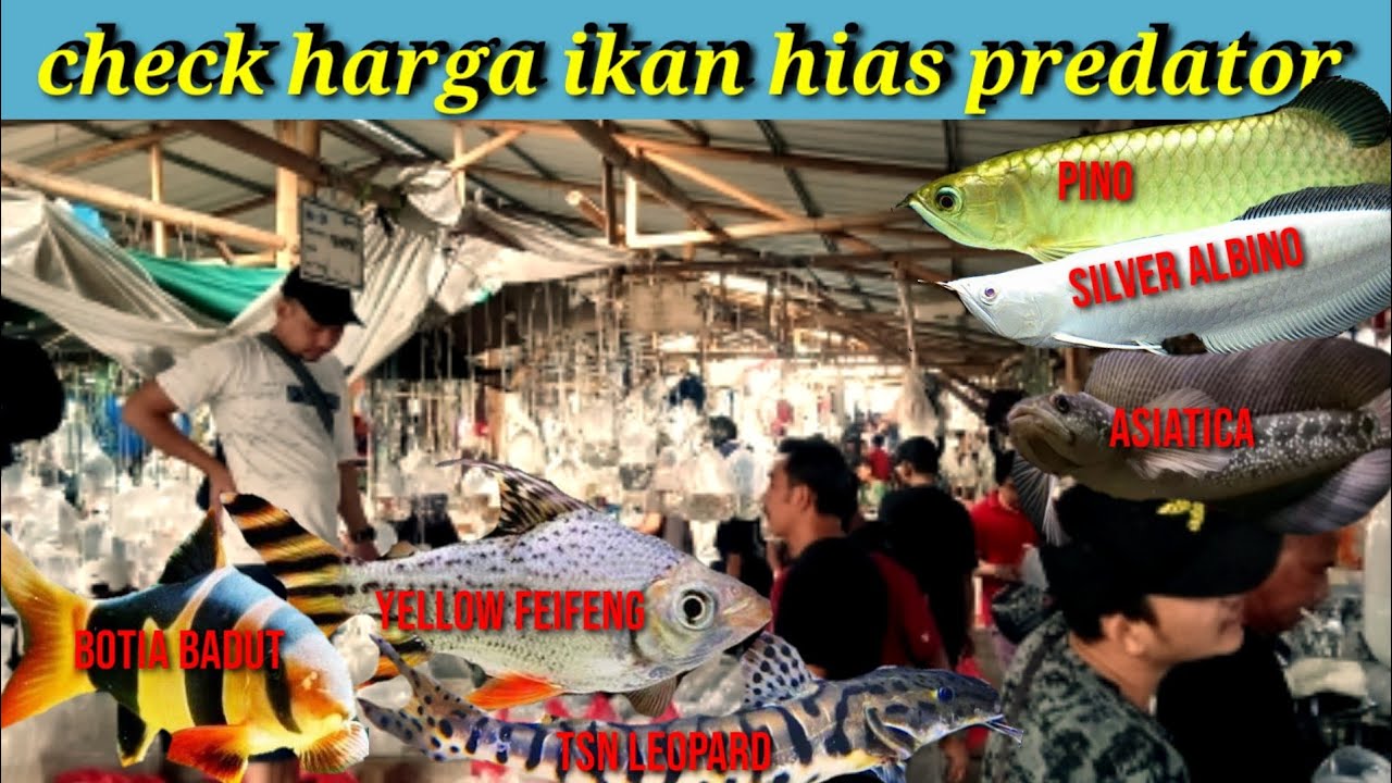 UPDATE || Harga terbaru ikan hias PREDATOR di pasar ikan hias parung ...