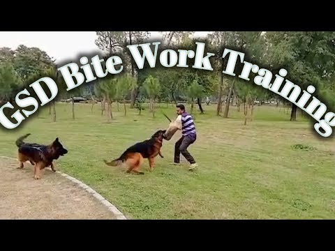 german shepherd dog bite work training - YouTube