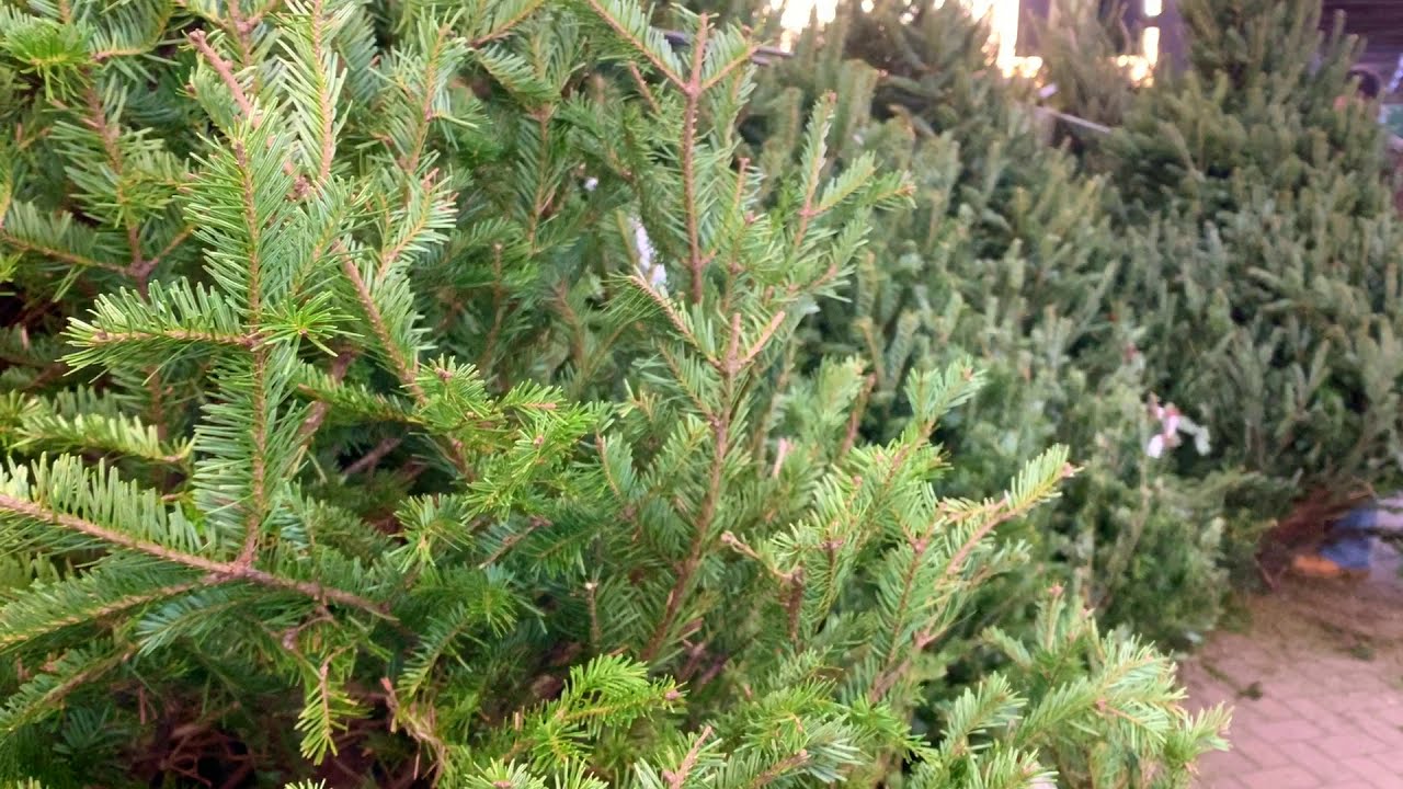 Fresh Cut Christmas Tree Yard at Hicks Nurseries - YouTube