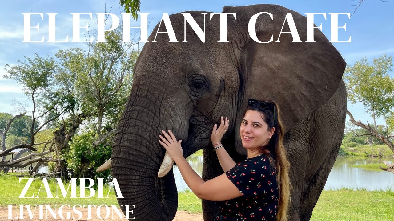 The Elephant Cafe | Livingstone Zambia - YouTube