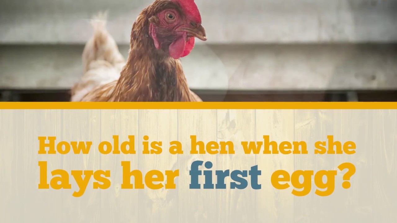 When Do Hens Lay First Egg? - YouTube