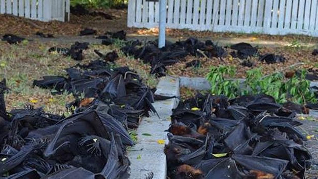 Over 5,000 Bats Drop Dead In Australia - YouTube