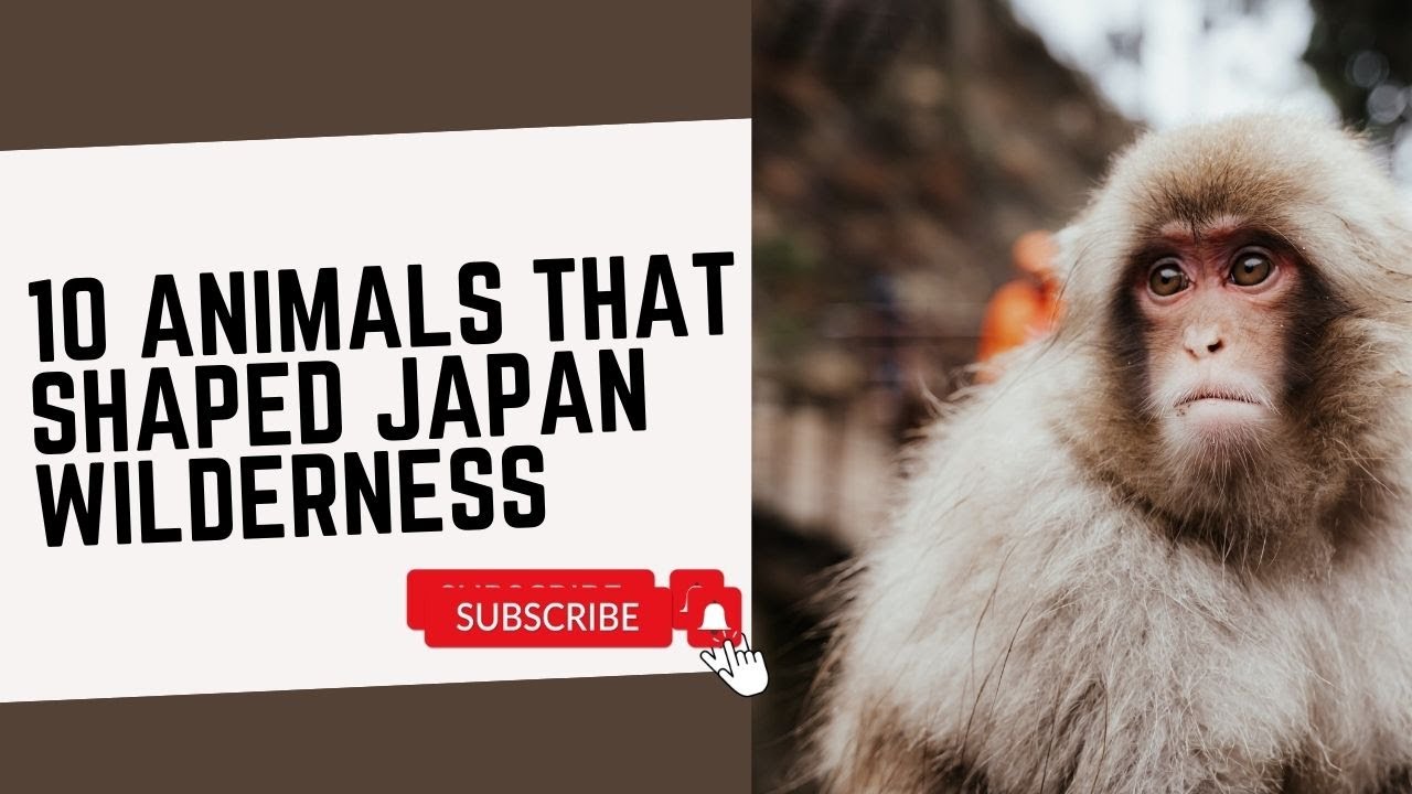Discover Japan's Wildlife: Top 10 Animals You Need to See! - YouTube