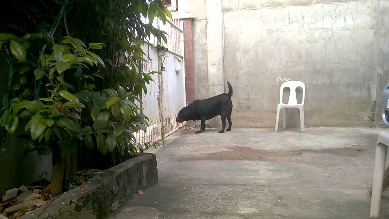 Uno, scary, energetic, large black Labrador barking - YouTube