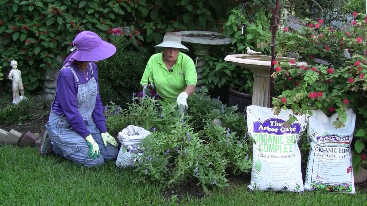 How to Prune Perennials for a Good “Fall Show” - YouTube
