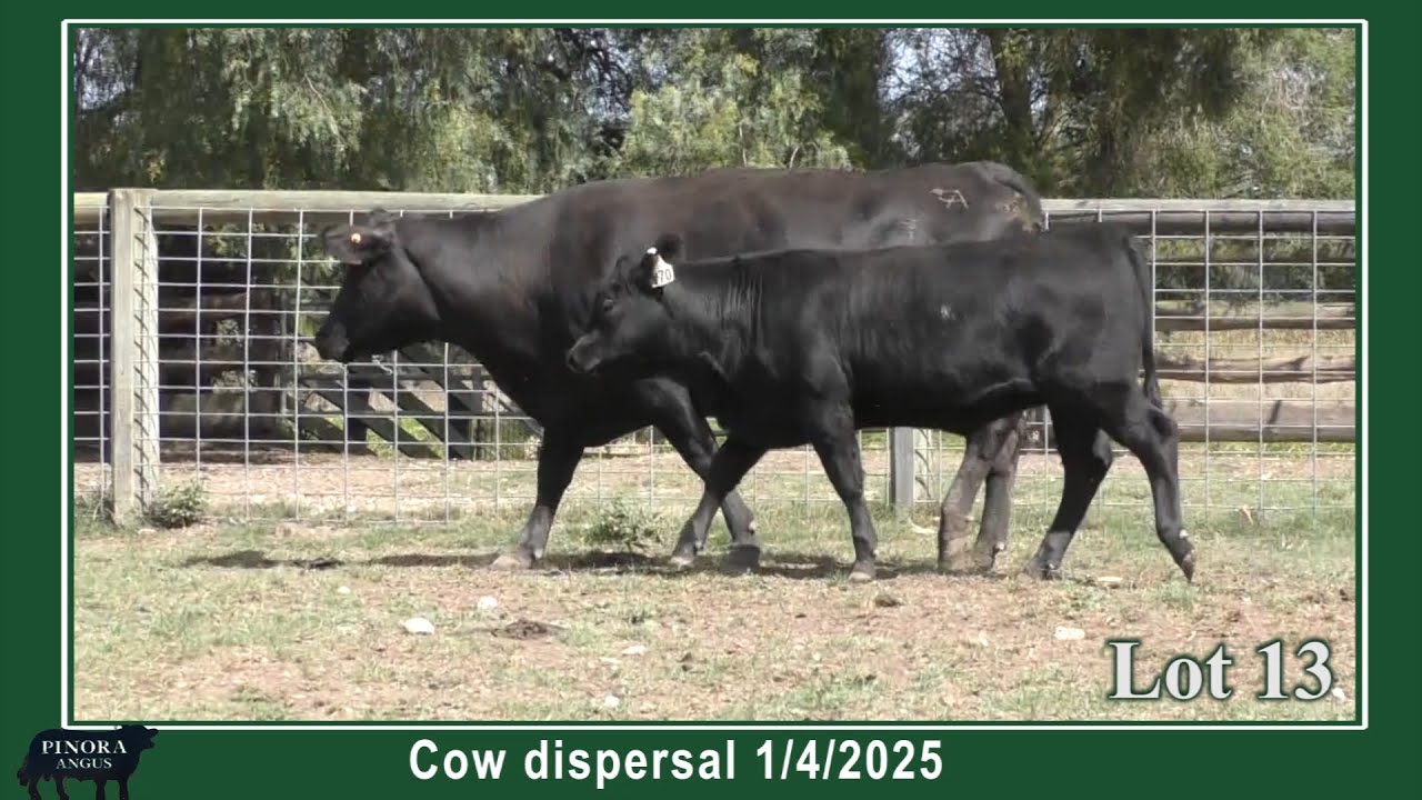 Lot 13 - YouTube