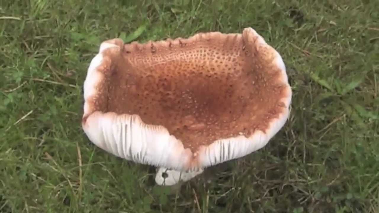 Funny looking toadstool: Bird bath - YouTube