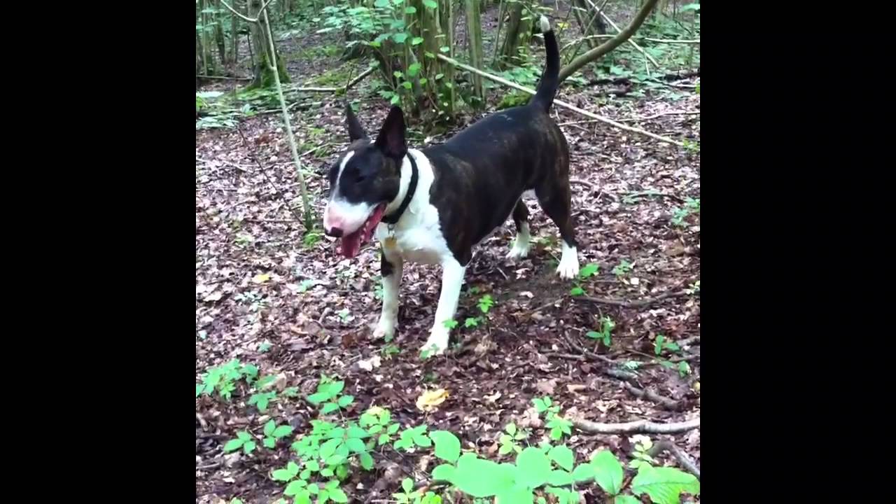 English bull terrier in action - YouTube
