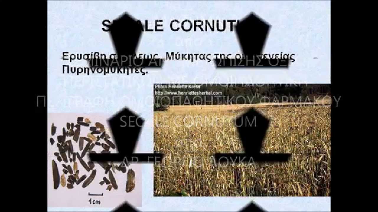 SECALE CORNUTUM - ΑΝΤΙΜΕΤΩΠΙΣΗ ΟΞΕΩΝ ΚΑΤΑΣΤΑΣΕΩΝ ΜΕ ΟΜΟΙΟΠΑΘΗΤΙΚΗ - YouTube