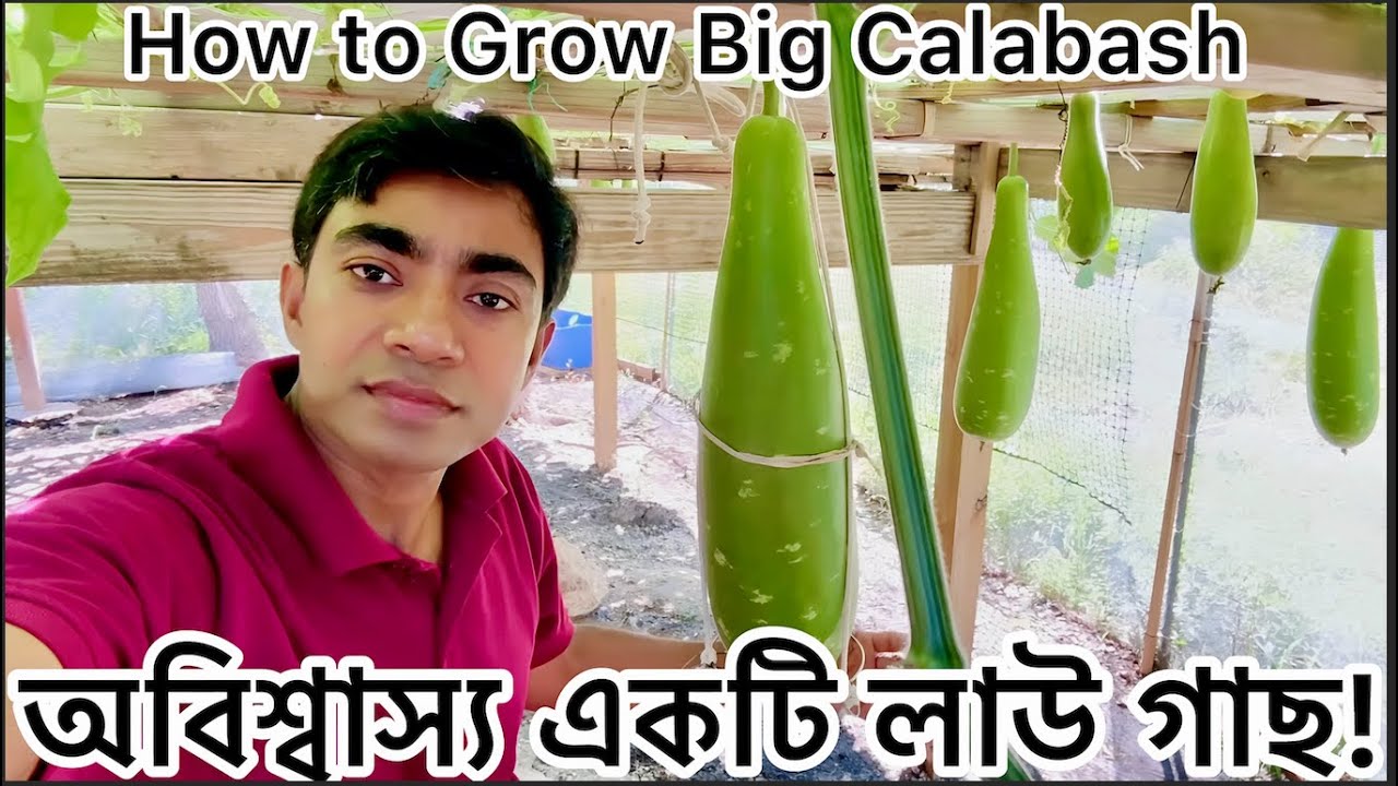 How to Grow Big Calabash | Rony’s Garden Paradise - YouTube
