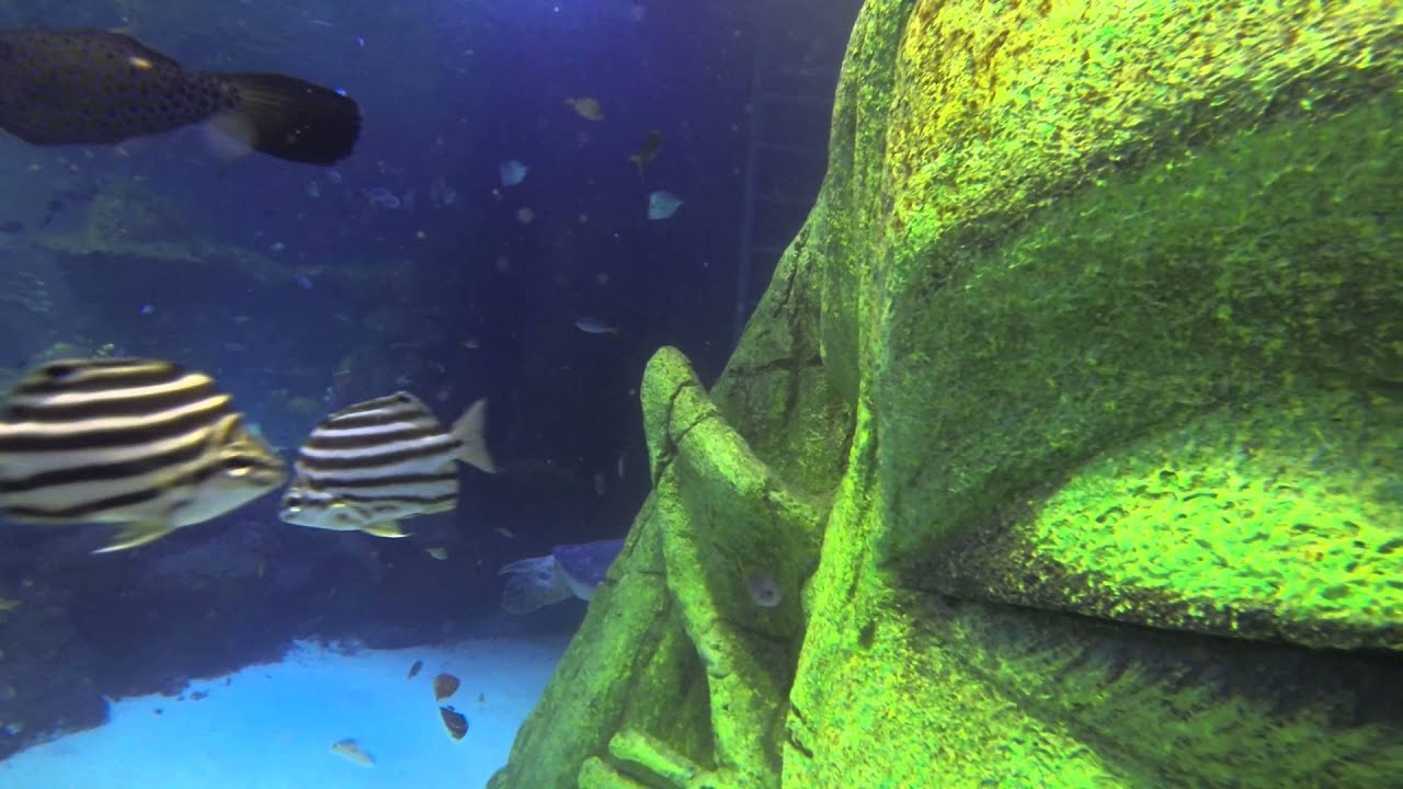 Sea Trek at SeaLife Centre, Trafford Centre, Manchester - YouTube