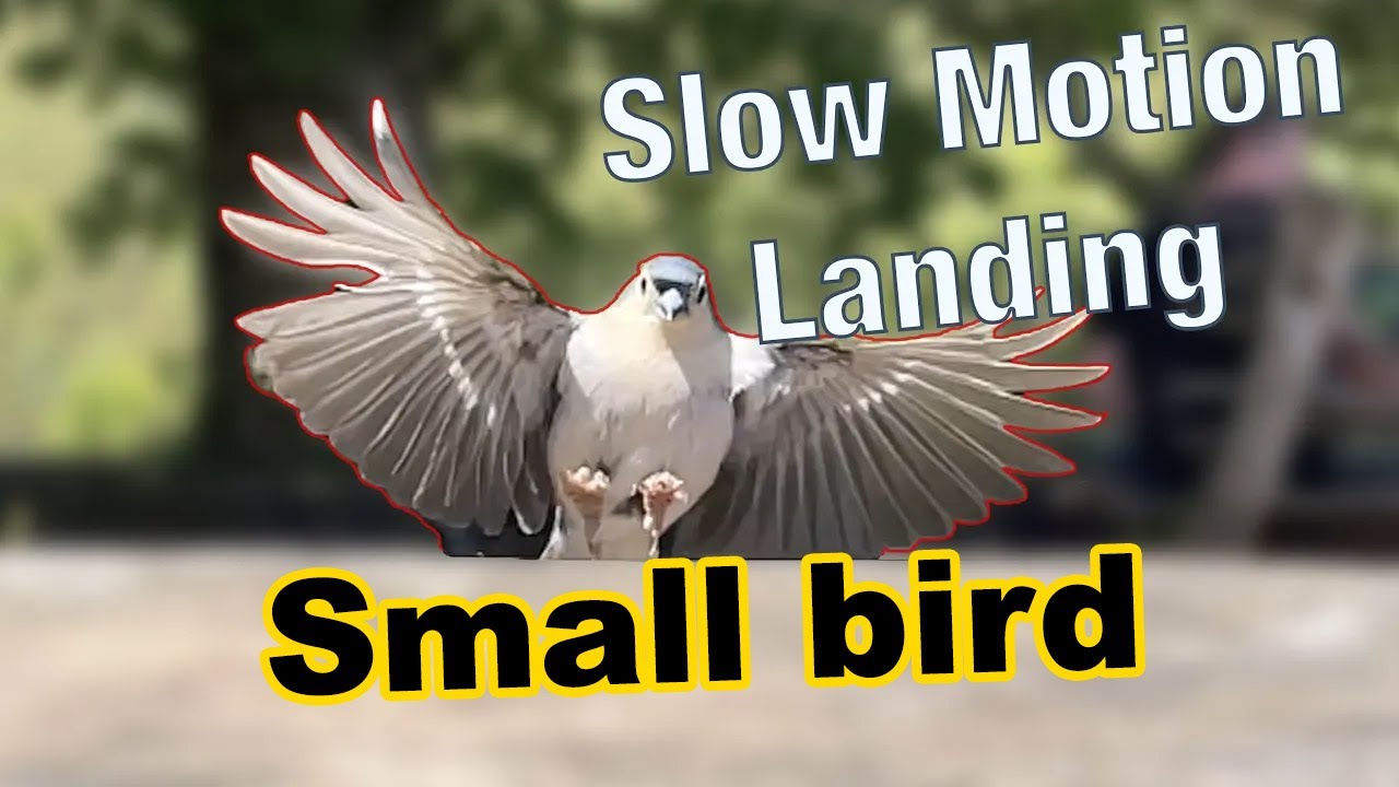 small Chaffinch bird landing front view 240 Fps (10 X Slomo) - YouTube