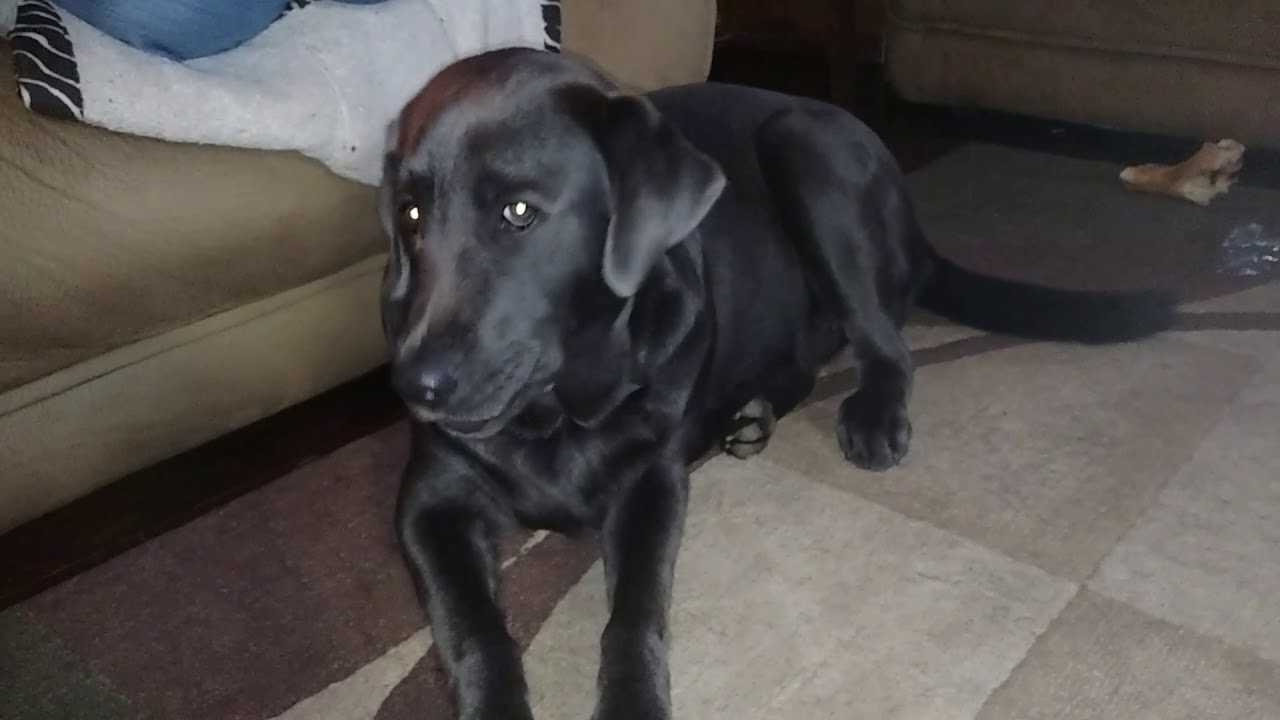 Charcoal Labrador chewing gum - YouTube