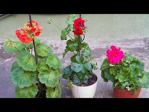 Sardunya Çiçeği Çoğaltılması ve Bakımı / How to Propagate Geraniums from Cuttings