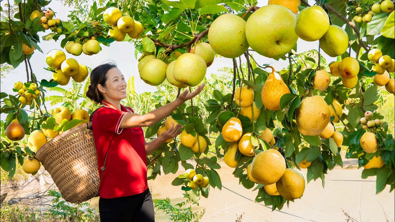 Harvest Golden Pear Goes to the market sel - Make delicious steamed ...